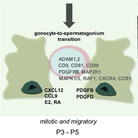 Migration Of Perinatal Gonocytes To The Spermatogonial Stem Cell Niche