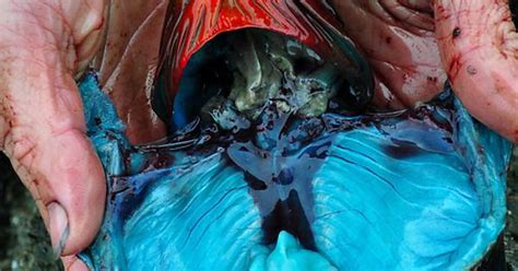 Inside Of A Koi Fish Imgur
