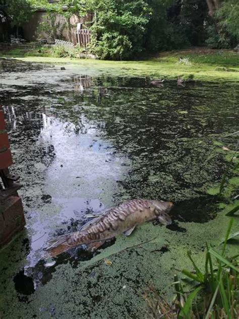 Poisoning Ruled Out As Fish Perish We Are Barnsley