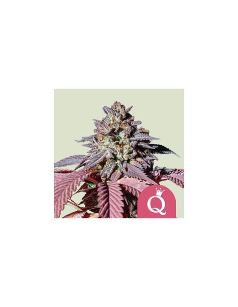 Purple Queen Royal Queen Seeds Feminized Seeds On Sale