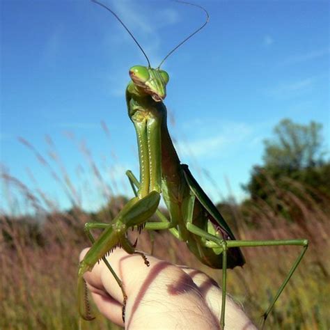 57 Best Images Orchid Mantis Pet Enclosure Orchid Mantis Pet Care