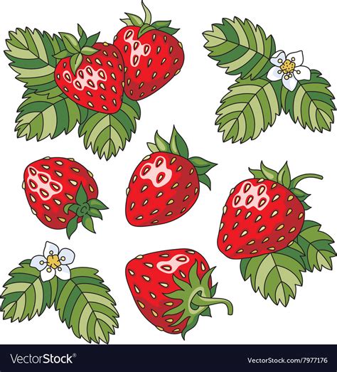Strawberry Royalty Free Vector Image Vectorstock