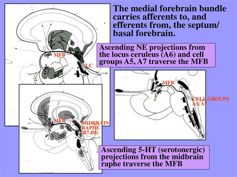 Review Of Limbic System Hypothalamus Thalamus Cortex Ppt Download