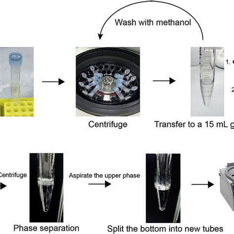 A Workflow For Extraction Of Yeast Phospholipids Download Scientific Diagram