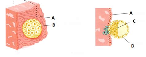 Module 5 Morphology Test Flashcards Quizlet