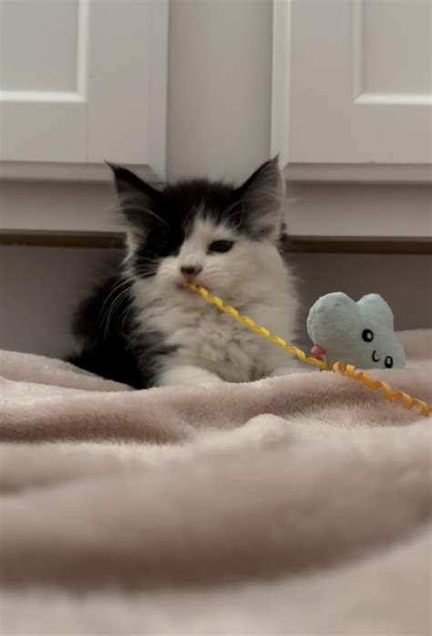 Juniper My Smol Stray Foster Hopefully Not Fail Rillegallysmolcats