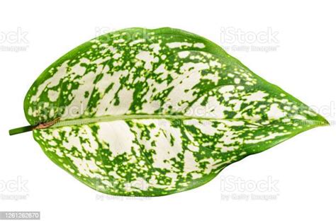 흰색 배경에 흰색 배경에 분리 된 녹색과 흰색의 여러 가지 색상이있는 Aglaonema 잎 0명에 대한 스톡 사진 및 기타