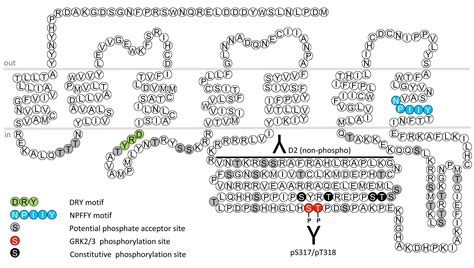 D2 Dopamine Receptor Antibodies 7tm Antibodies