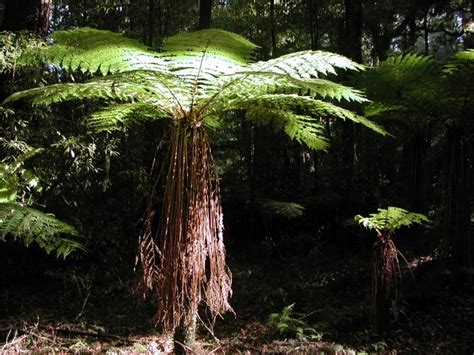 뉴질랜드 상징 식물 퐁가라tree Fern 나무고사리 네이버 블로그