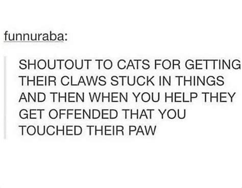 50 Funny And Relatable Cat Memes That Might Make You Want To Rescue A(nother) Cat | Bored Panda