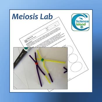 Mitosis And Meiosis Lab Science Island