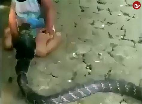 ویدیو بازی باورنکردنی پسر بچه با مار کبرا