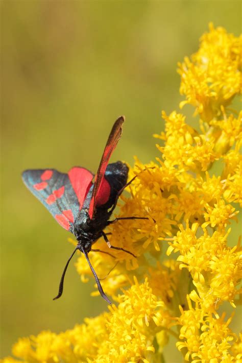 Kostenlose foto natürlich Blume Bestäuber Gliederfüßer