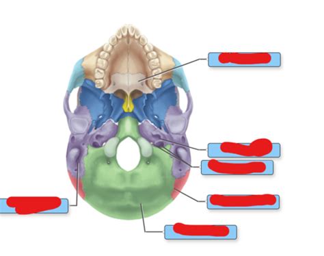 Anatomy Practical 2 Flashcards Quizlet