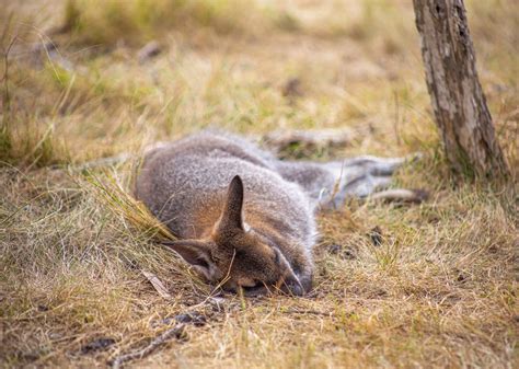I Like This Photo I Took Of A Sleepy Roo Raustralianwildlife