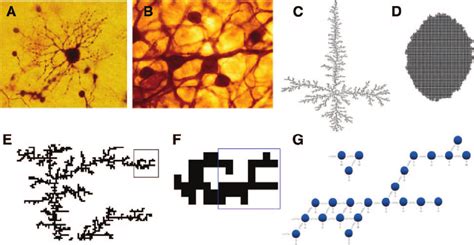 Examples Of Neurons Simulated Networks And The Compartmental Model Download Scientific