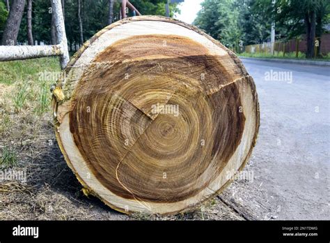 Annual Rings Of Sawn Tree Trunk Of Old Poplar Tree Sawn Into Pieces Preparation Of Wood For
