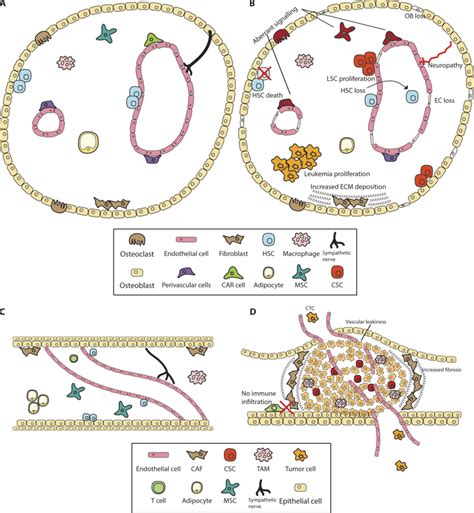 The Normal And Malignant Stem Cell Niche Stem Cell Interactions With