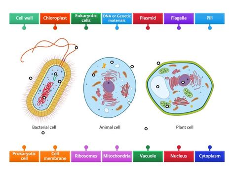 Prokaryotic And Eukaryotic Cell Structures Labelled Diagram