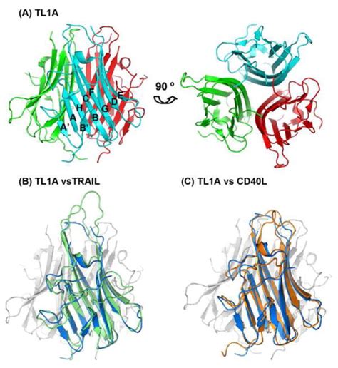 Biochemical And Structural Characterization Of The Human Tl1a