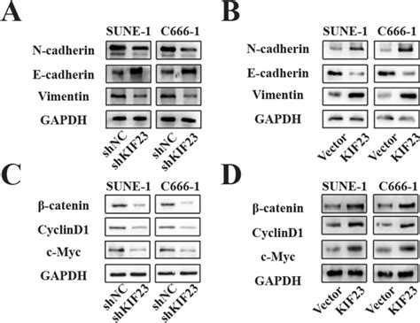 Kif23 Facilitates Nasopharyngeal Cancer Emt Progression And Activates