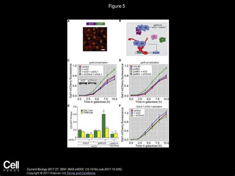 Genetic And Epigenetic Strategies Potentiate Gal4 Activation To Enhance