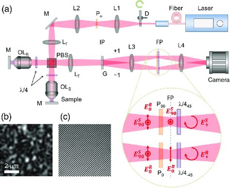 Schematic Of The Spatio Temporal Reflection Phase Microscope A D Download Scientific