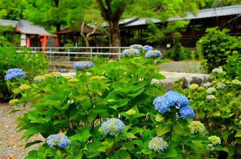 妙法寺 あじさい寺 ピクスポット 絶景風景写真撮影スポット撮影ガイドカメラの使い方
