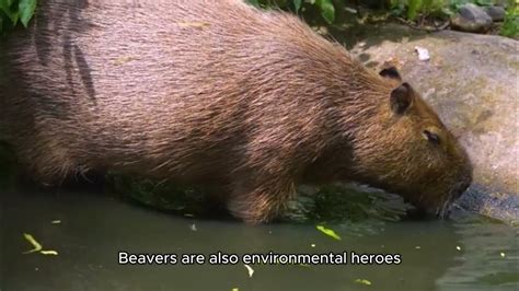 Why Beavers Are Nature’s Original Engineers - YouTube