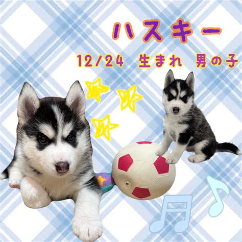 【ひごペットフレンドリーイトーヨーカドー津久野店】わんちゃんのご紹介！！ イトーヨーカドー津久野店