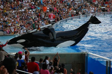 Parque En Orlando Seaworld Orlando