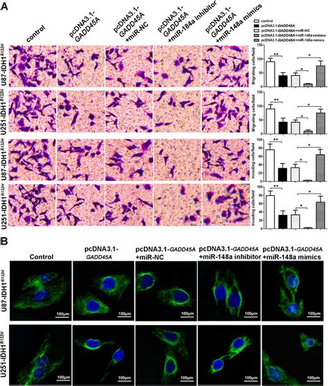 Mir 148a Increases Cell Migration And Invasion And β Catenin
