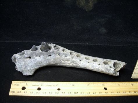 Partial Fossil Crocodile Jaw 091721d The Stones And Bones Collection