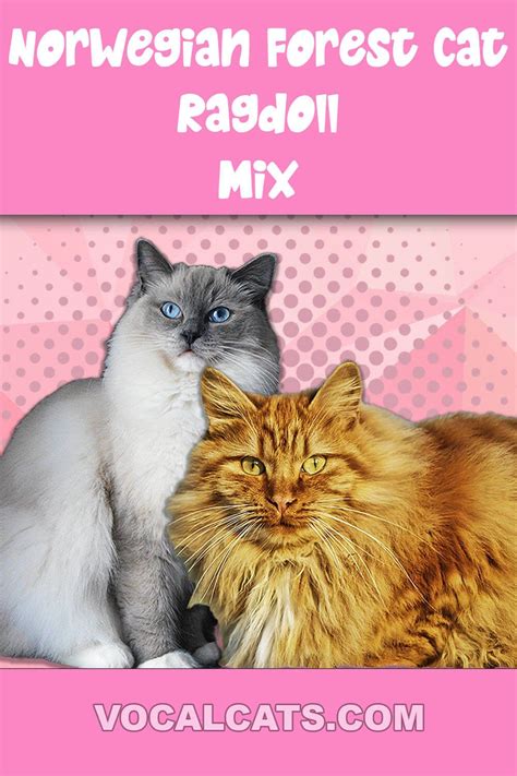 Norwegian Forest Cat Ragdoll Mix Complete Guide In 2023 Norwegian