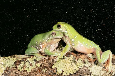 초록청개구리 이미지 스톡 사진 및 일러스트 Istock