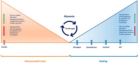 Hypoglycemia Diagram