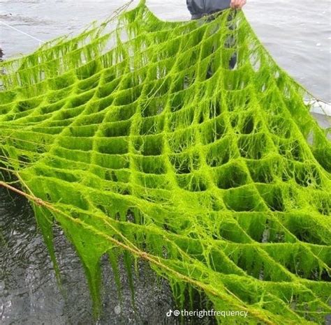 Best 12 Ceasar Timothy Mark Callender Flying Coast To Coast Artofit