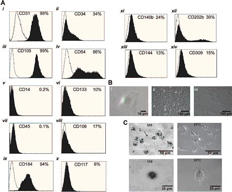 Figure 1 From Ex Vivo Aktho 1 Gene Therapy To Human Endothelial