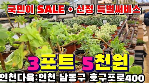 인천다육 💞국민이 3포트 5천원에 왕창구매하고 신정선물도 받아가세요 ~ 🏡인천 남동구 호구포로400 ☎️ 010 5316