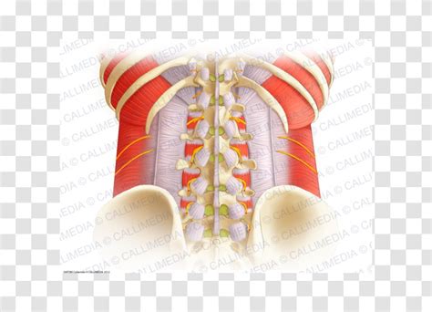 Aponeurosis Vertebral Column Thoracolumbar Fascia Anatomy Lumbar