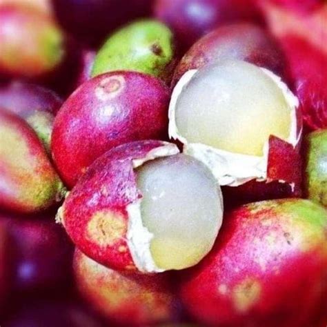 Jual Bibit Matoa Pohon Matoa Buah Matoa Sabang Di Seller