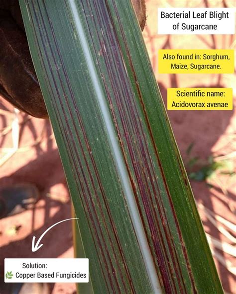 Bacterial Leaf Blight Of Sugarcane Fungicide Blight Sugarcane
