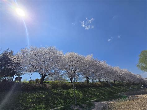 벚꽃의 유래 일본과 한국의 전통과 의미에 대해서 알아봅시다