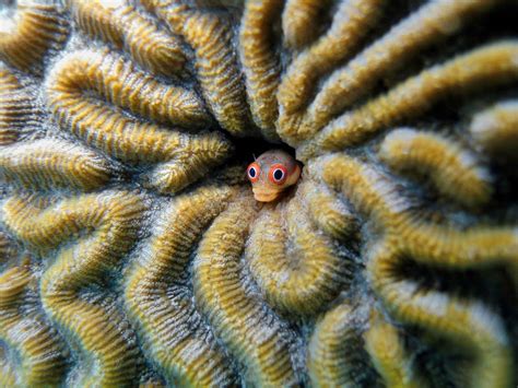 8 Curiosidades Sobre Los Arrecifes De Coral