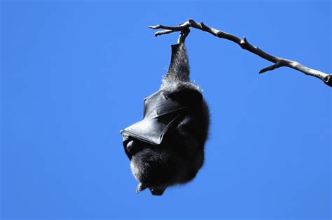 Познакомьтесь с 10 самыми популярными животными Гавайев