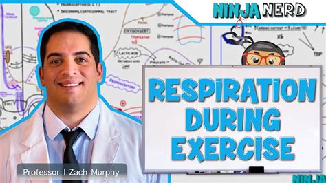Respiratory Respiration During Exercise YouTube
