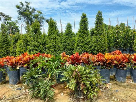 Tropical Plants Are Grown In A Plant Nursery Stock Image Image Of