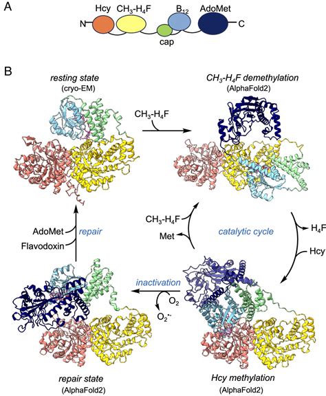 The Structural Basis Of Protein Conformational Switching Revealed By