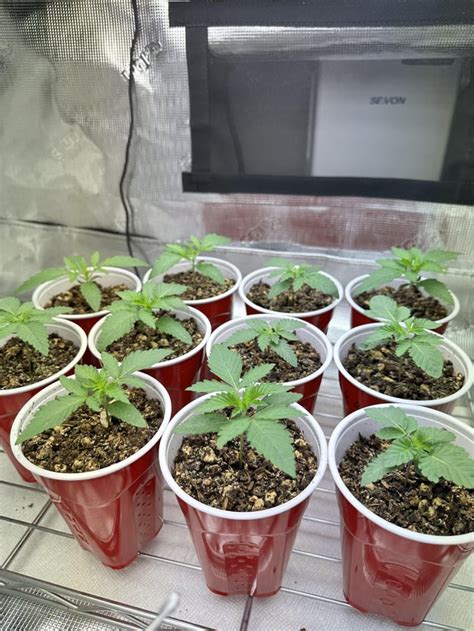 Jigglers From Exotic Genetix And Brabus G 36 From Unami Off To A Good Start The Brabus Are