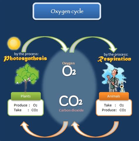 Diagram Oxygen Oxygen Electron Shell Diagram